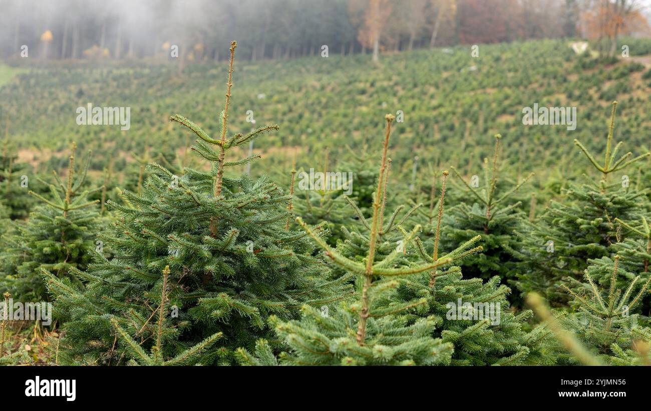 Mittelsinn, Germany. 15th Nov, 2024. Numerous Christmas trees can be ...