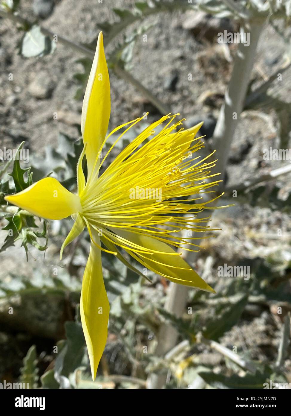 Giant Blazingstar (Mentzelia laevicaulis Stock Photo - Alamy