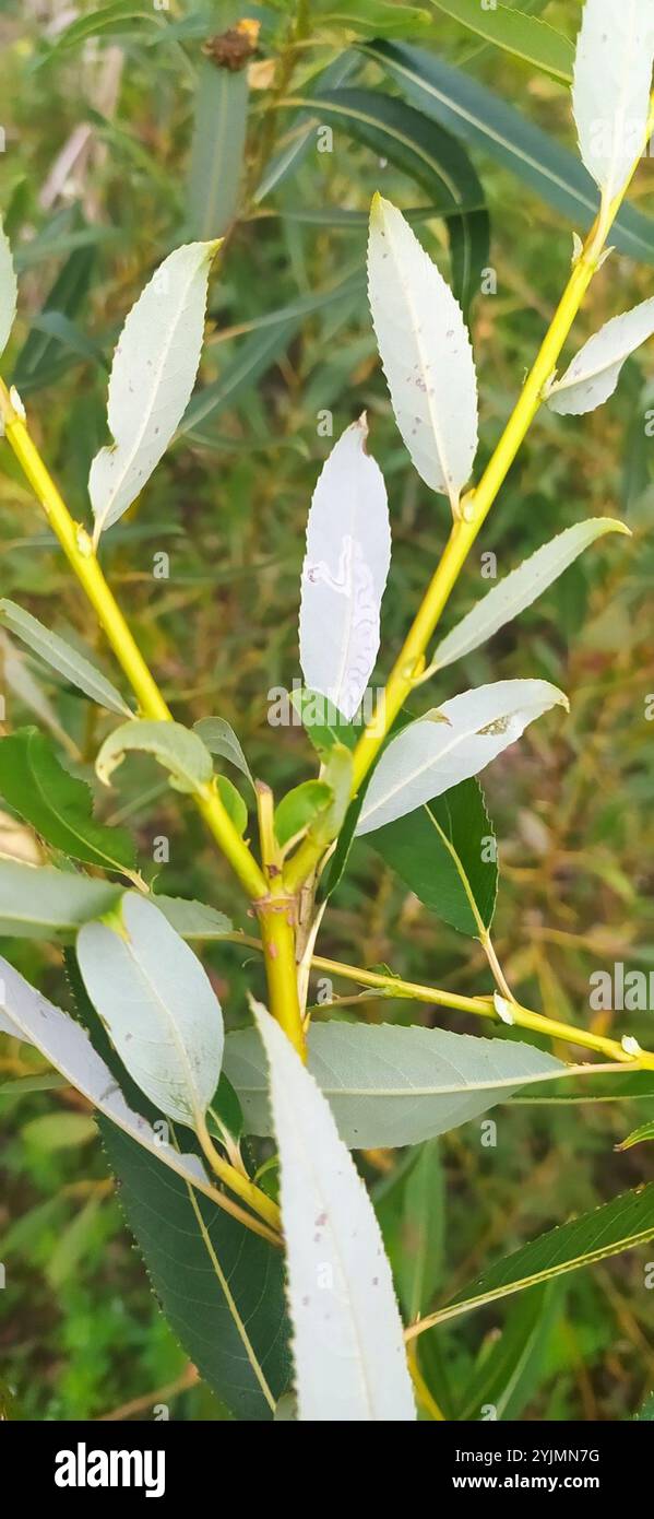 Almond Willow (Salix triandra Stock Photo - Alamy