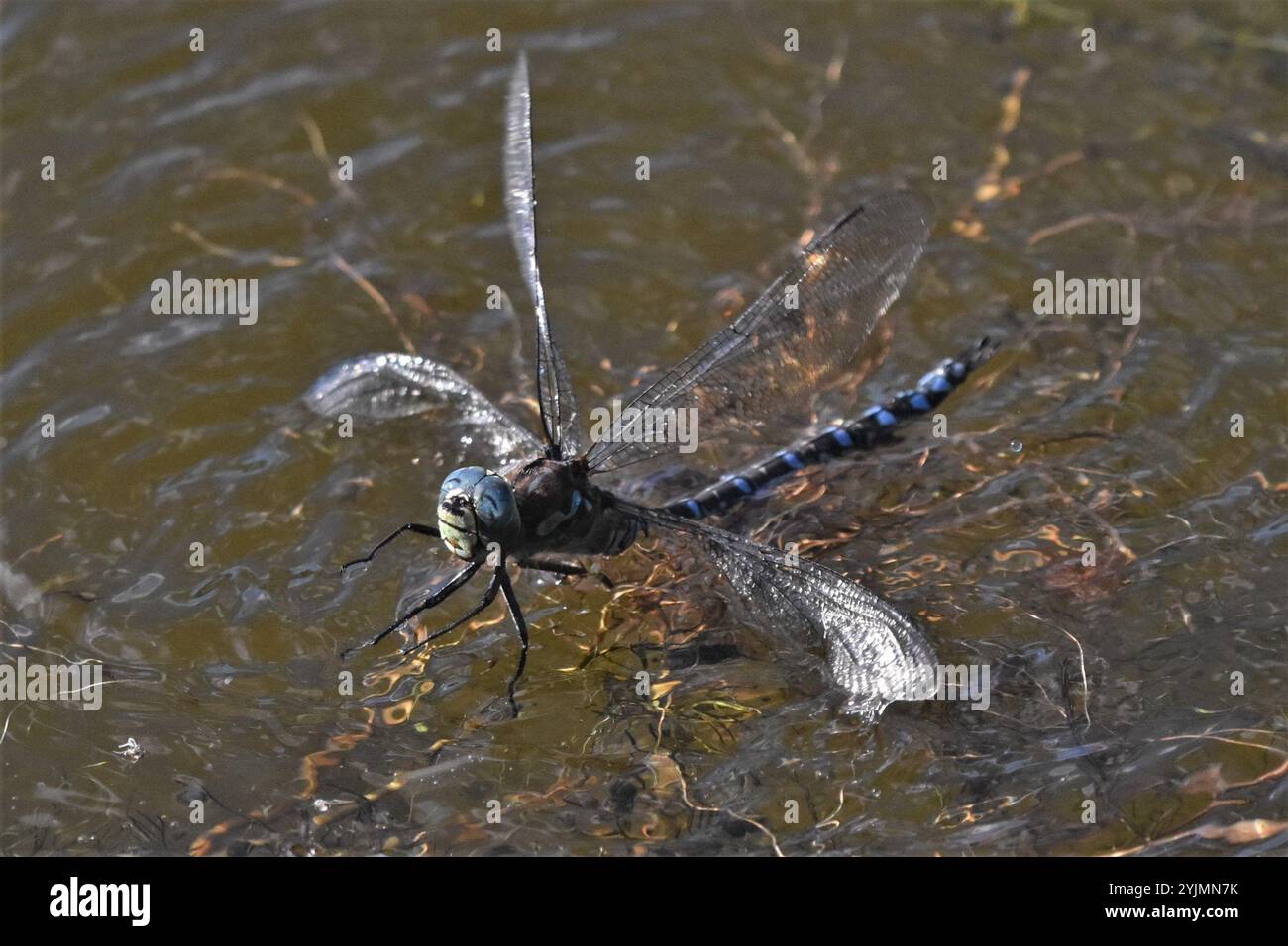 Lake Darner (Aeshna eremita Stock Photo - Alamy