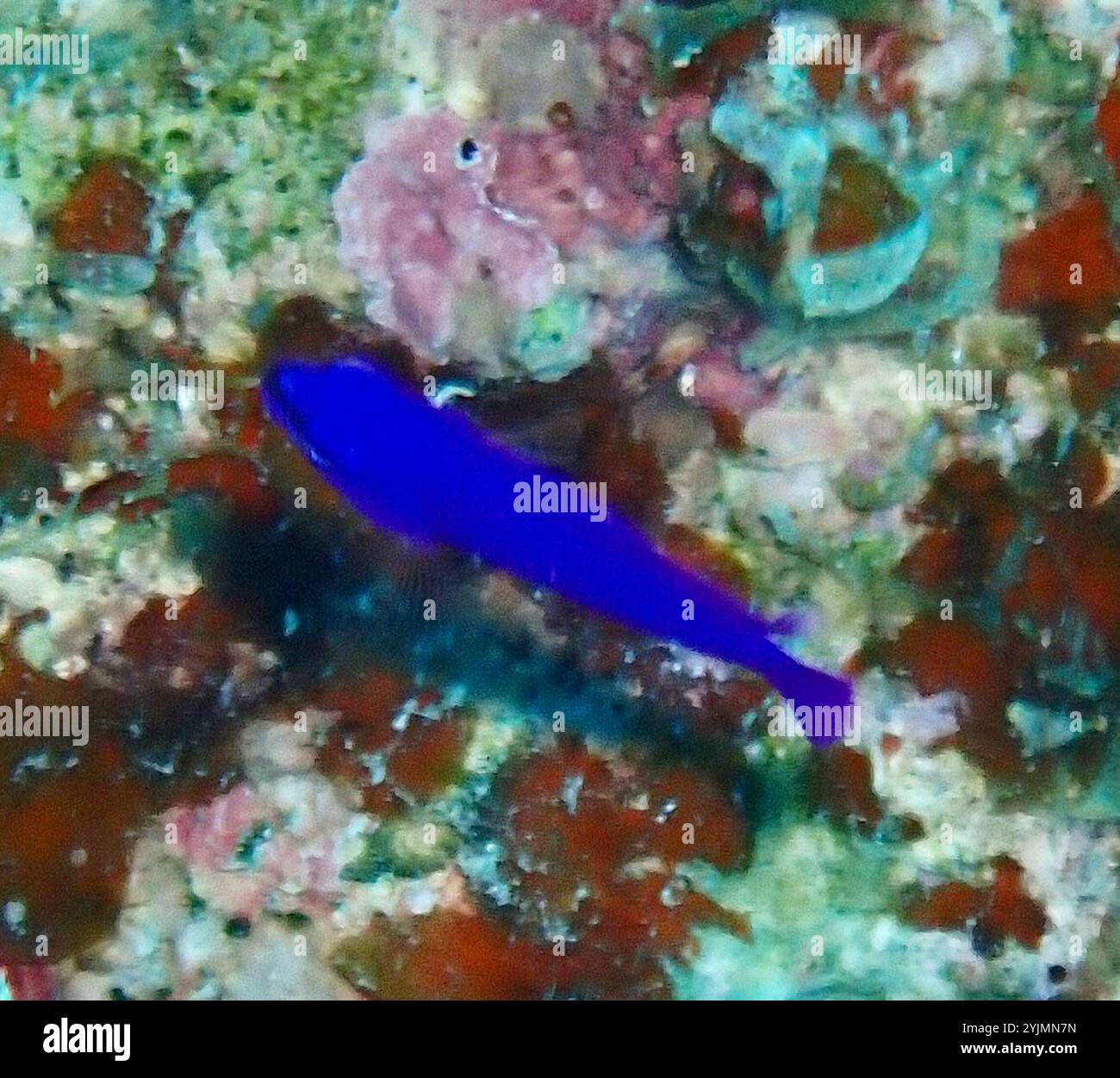 Orchid Dottyback (Pseudochromis fridmani Stock Photo - Alamy