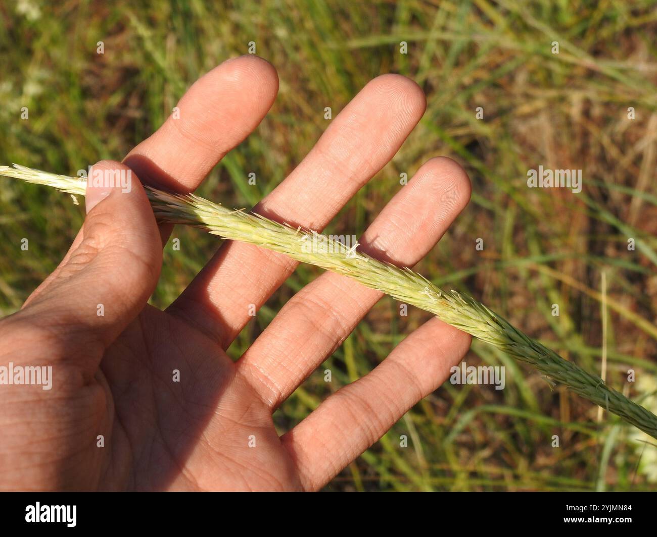 American marram grass (Calamagrostis breviligulata Stock Photo - Alamy