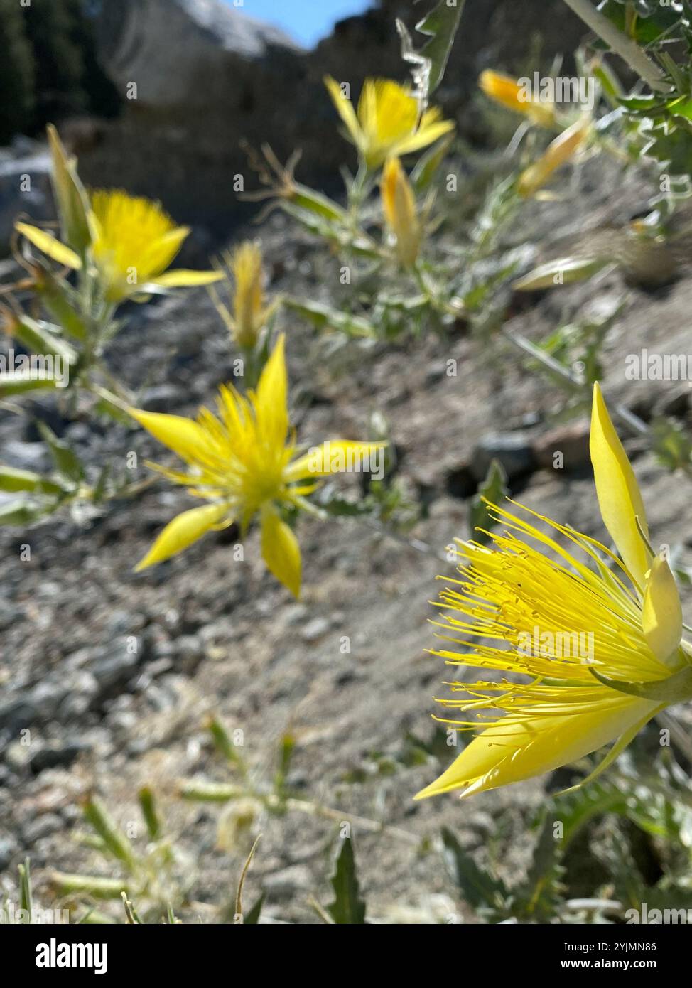 Giant Blazingstar (Mentzelia laevicaulis Stock Photo - Alamy