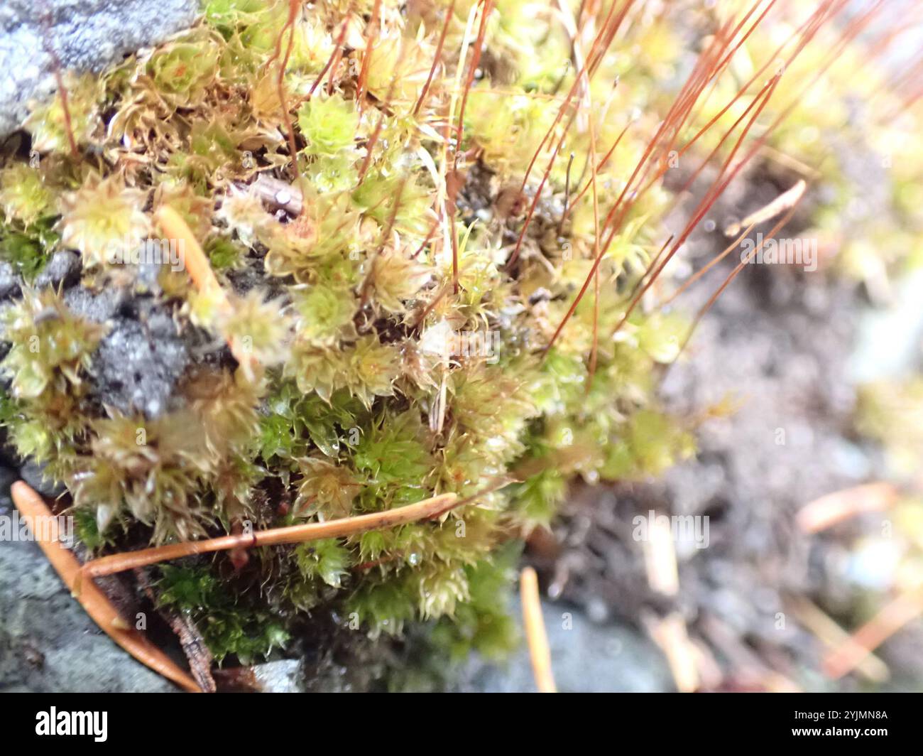 Capillary Thread-moss (Ptychostomum capillare Stock Photo - Alamy