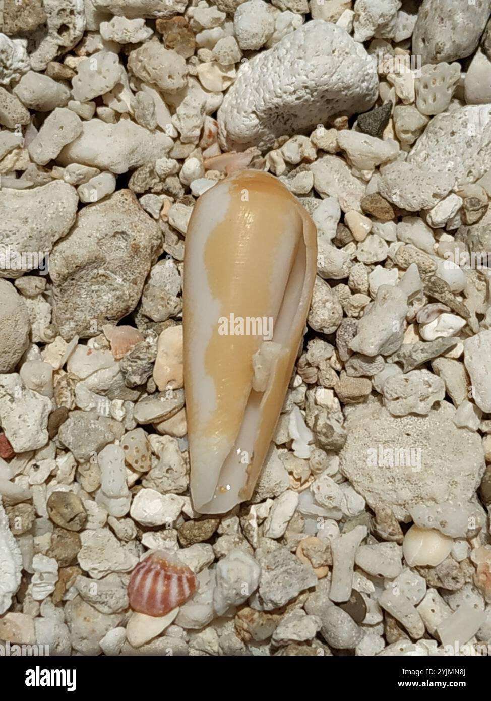 Cone Snails (Conidae Stock Photo - Alamy