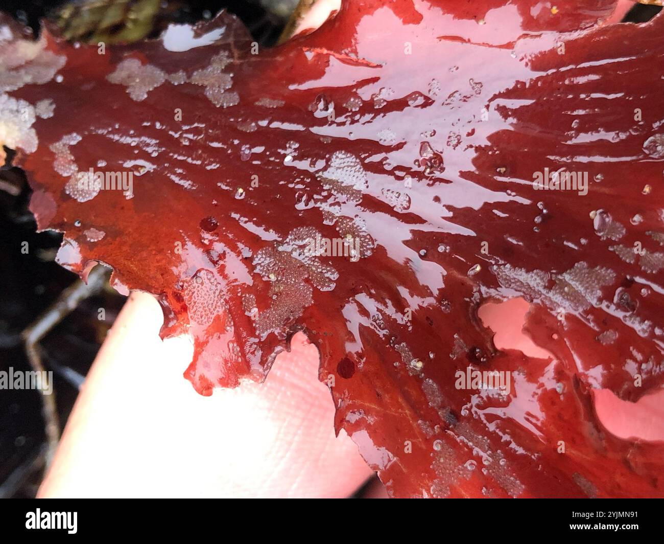 Cryptopleura ruprechtiana hi-res stock photography and images - Alamy