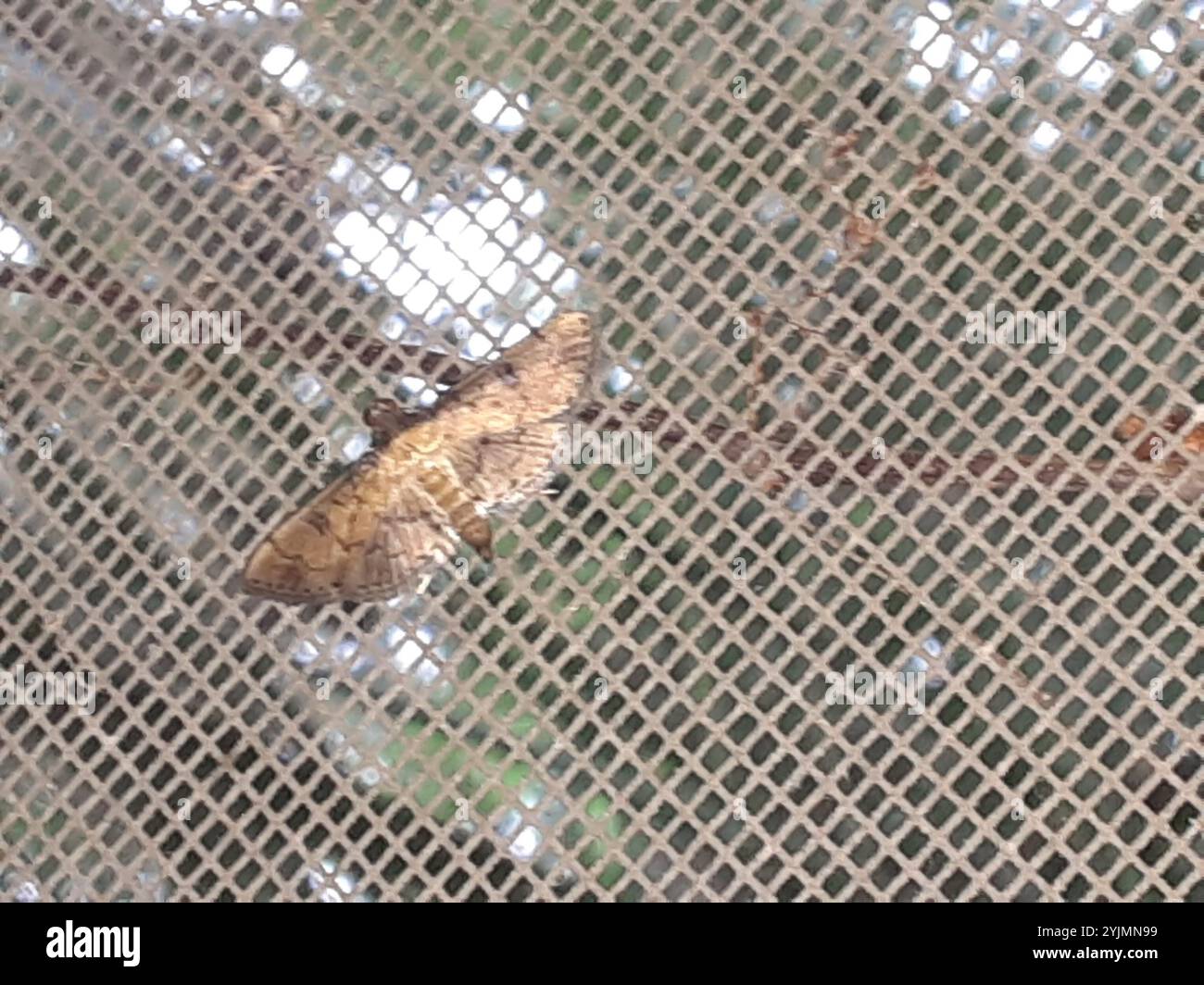 Pearl Moths (Spilomelinae Stock Photo - Alamy