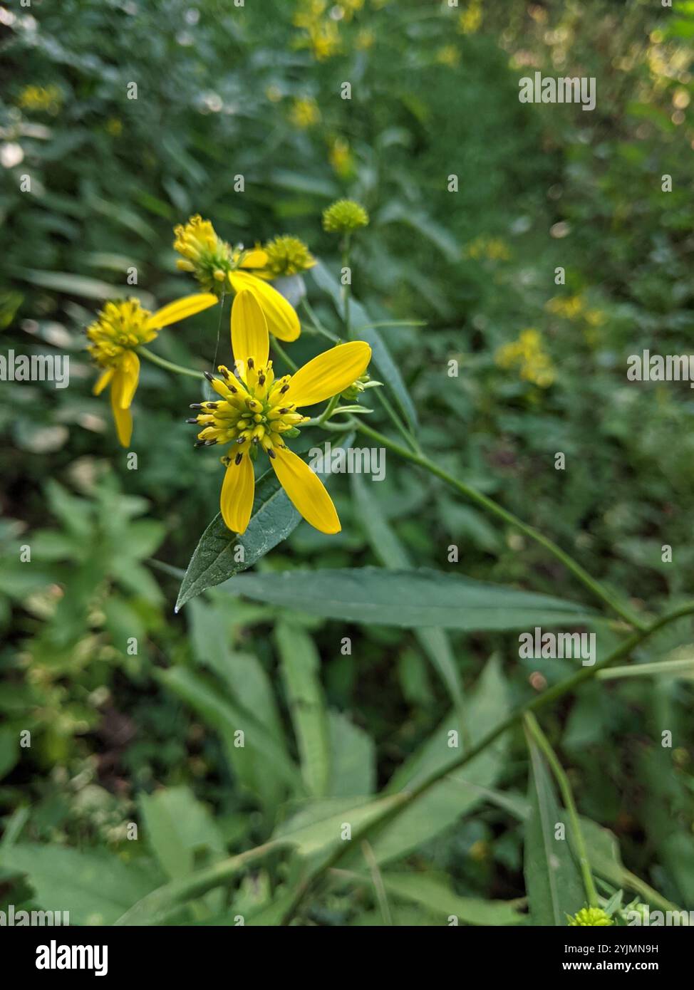 Wingstem (Verbesina alternifolia Stock Photo - Alamy