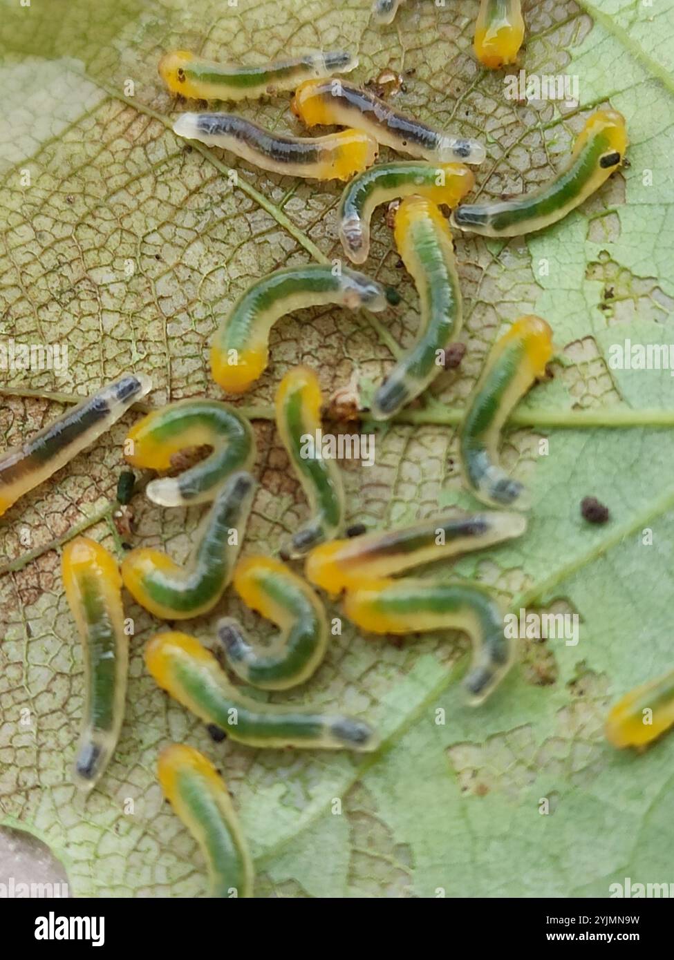 Cherry slug sawfly hi-res stock photography and images - Alamy