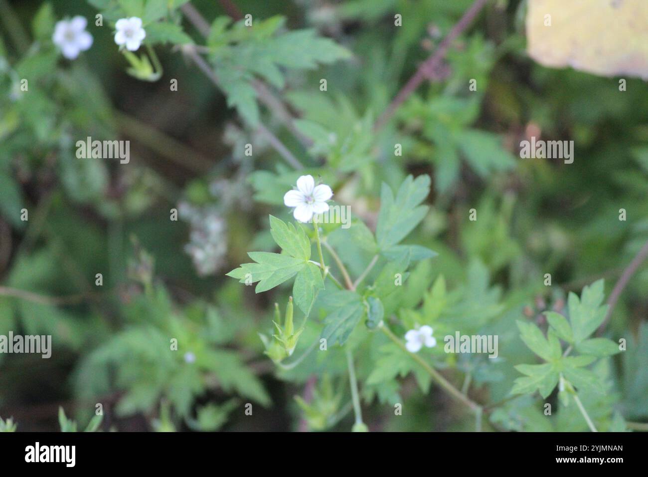 Siberian Crane's-bill (Geranium sibiricum Stock Photo - Alamy