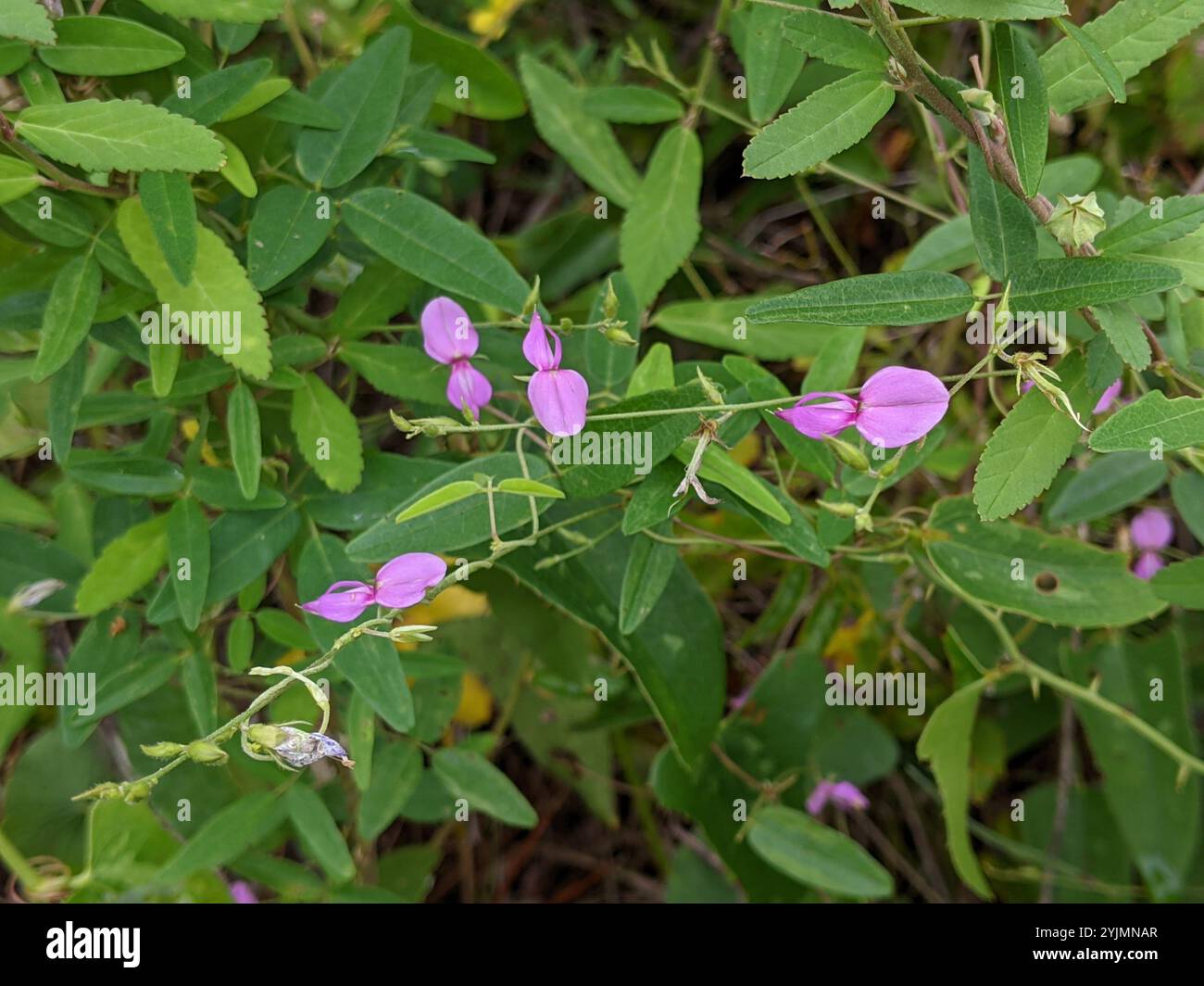 eastern milk-pea (Galactia regularis Stock Photo - Alamy