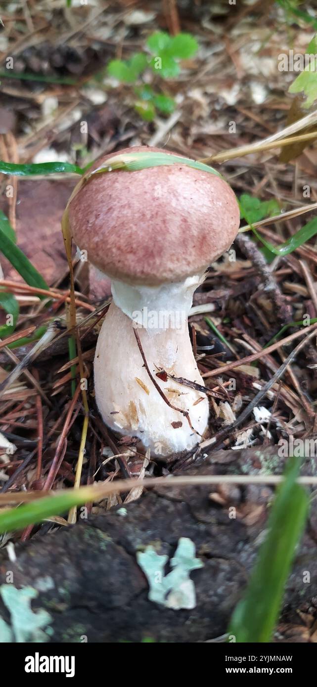 Purple-veiled Slippery Jack (Suillus luteus Stock Photo - Alamy