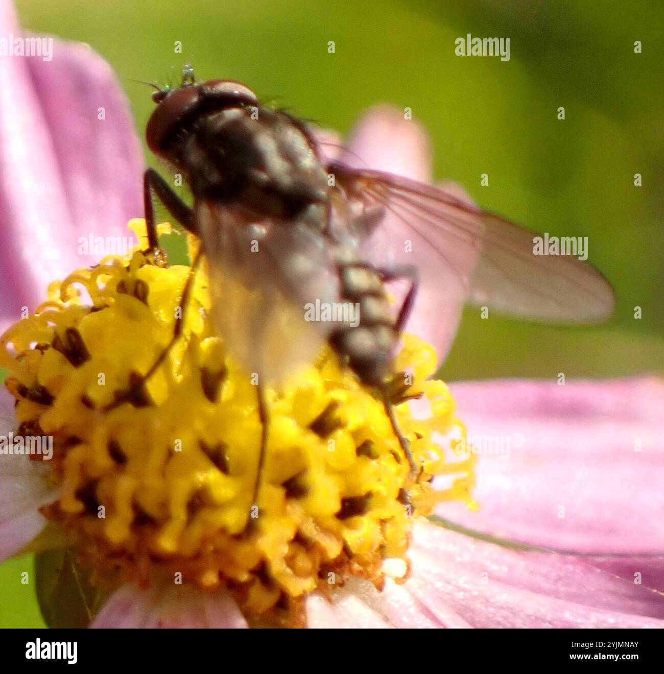 Root-maggot Flies (Anthomyiidae Stock Photo - Alamy