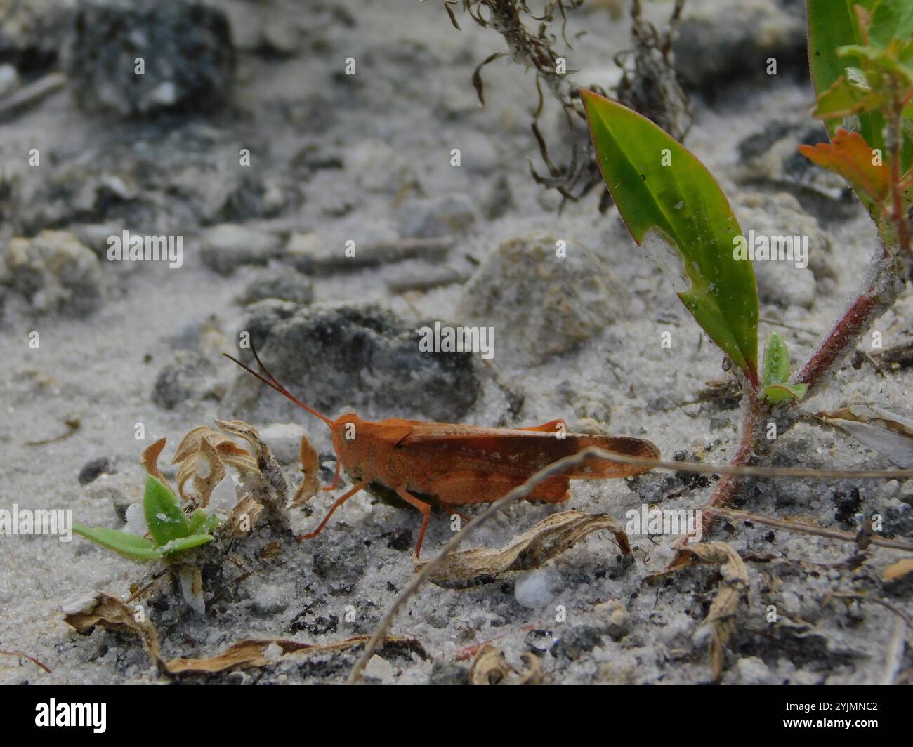 Southern Marbled Grasshopper (Spharagemon marmoratum pictum Stock Photo ...