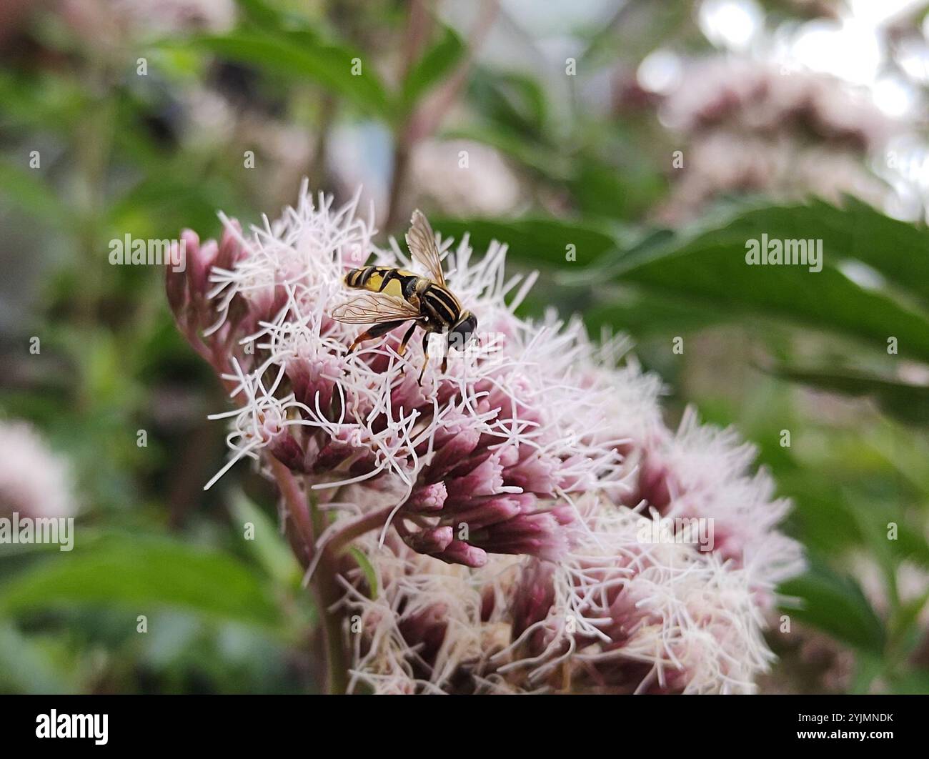 Sun Fly (Helophilus pendulus Stock Photo - Alamy