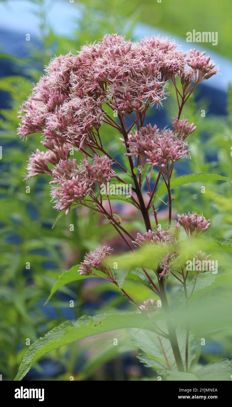 spotted Joe-Pye weed (Eutrochium maculatum Stock Photo - Alamy