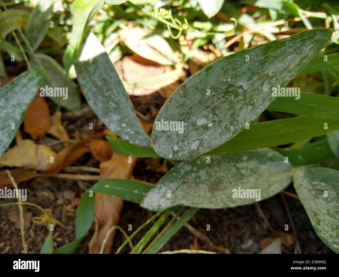 Pea Powdery Mildew (Erysiphe pisi Stock Photo - Alamy