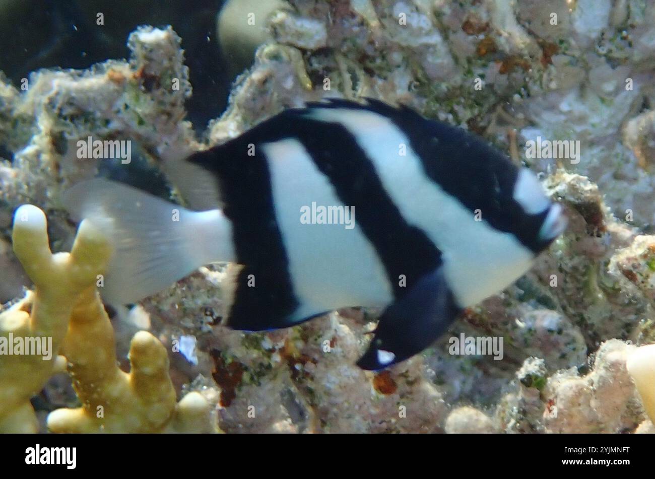 Indian ocean humbug hi-res stock photography and images - Alamy
