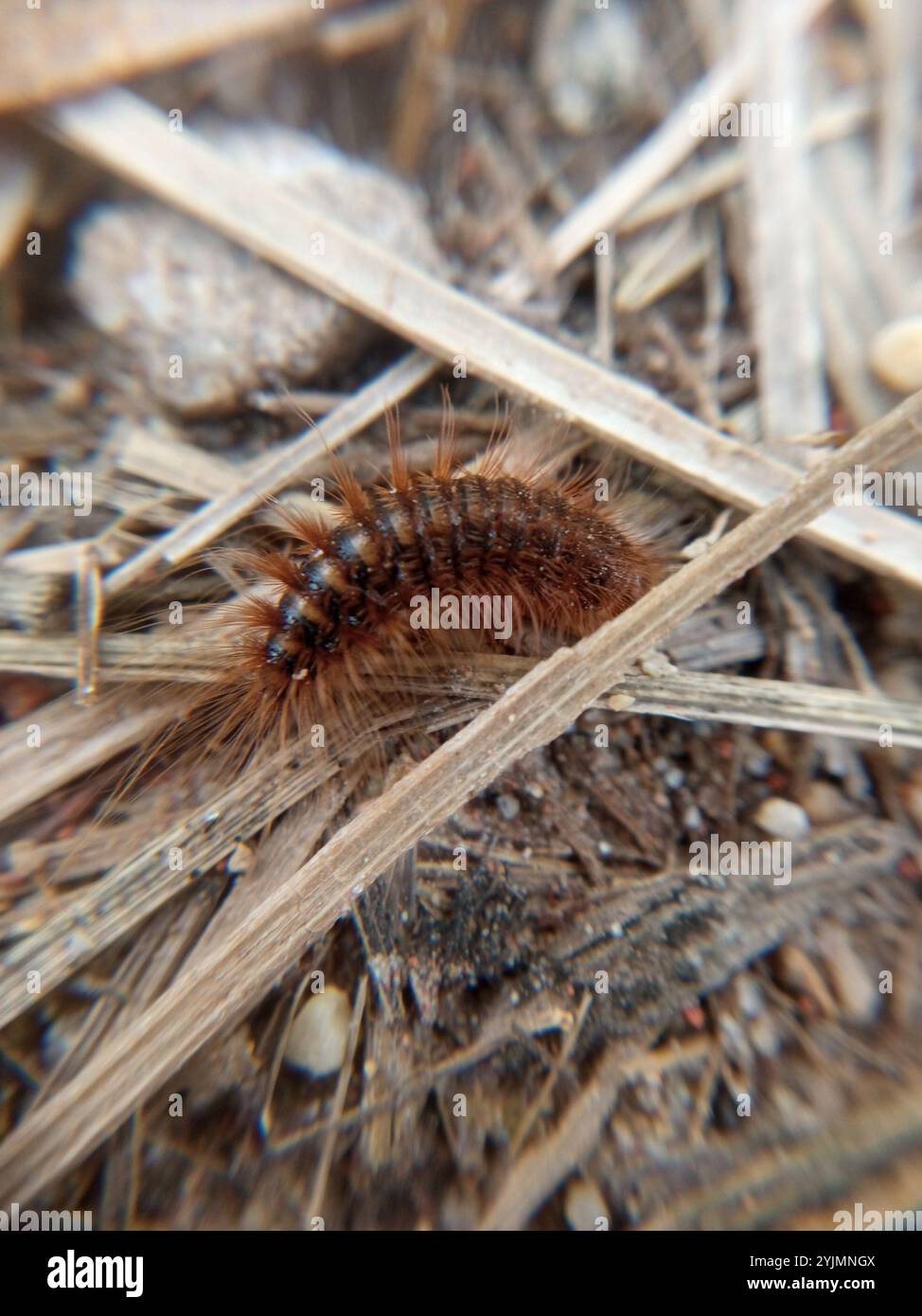 Skin Beetles (Dermestes Stock Photo - Alamy