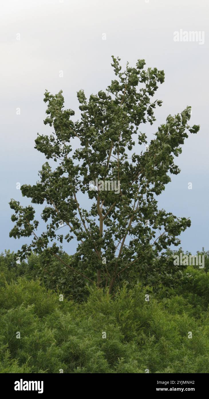 Eastern Cottonwood (Populus deltoides Stock Photo - Alamy