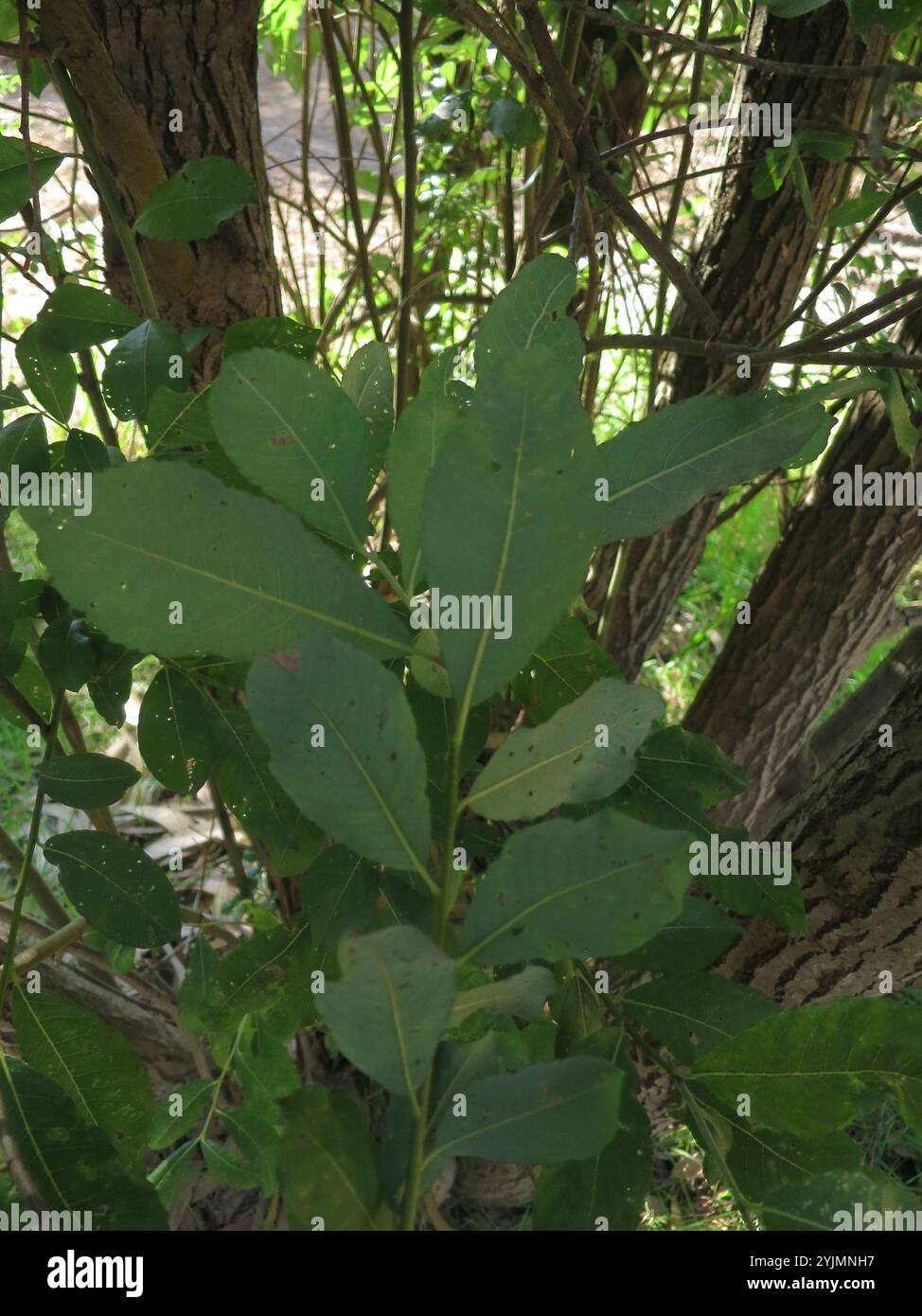 Salix atrocinerea hi-res stock photography and images - Alamy