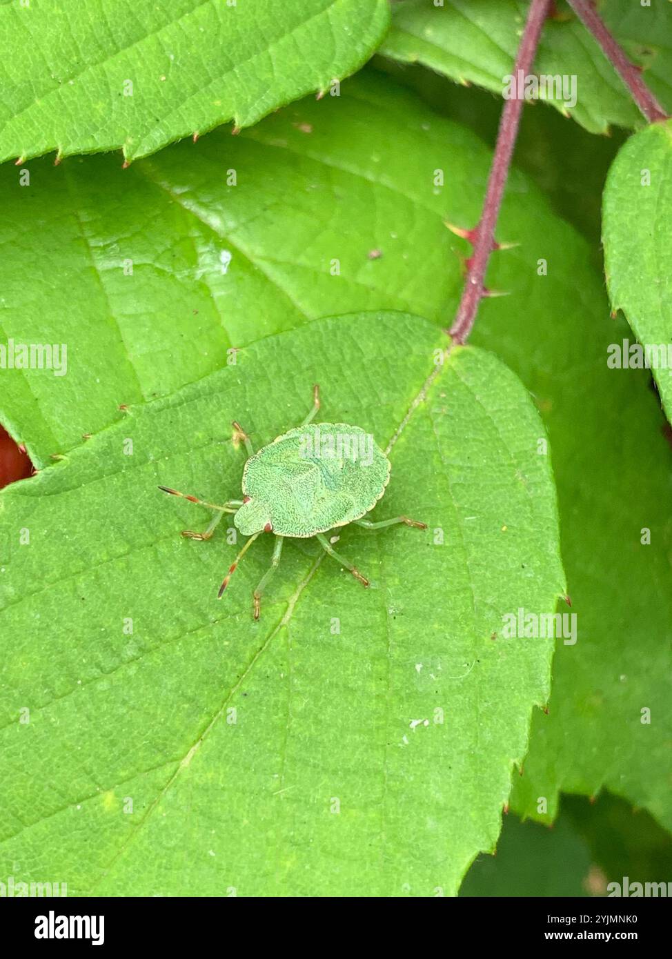 Green Shield Bug (Palomena prasina Stock Photo - Alamy