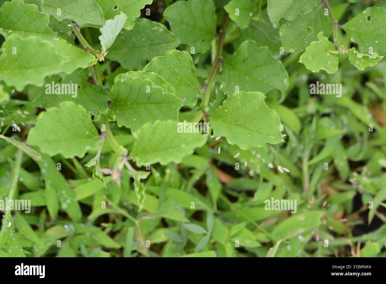 Blue Rattlepod (Crotalaria verrucosa Stock Photo - Alamy
