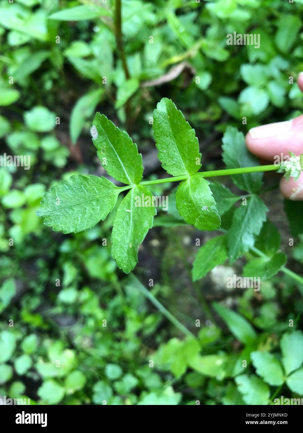 Fool's Watercress (Helosciadium nodiflorum Stock Photo - Alamy