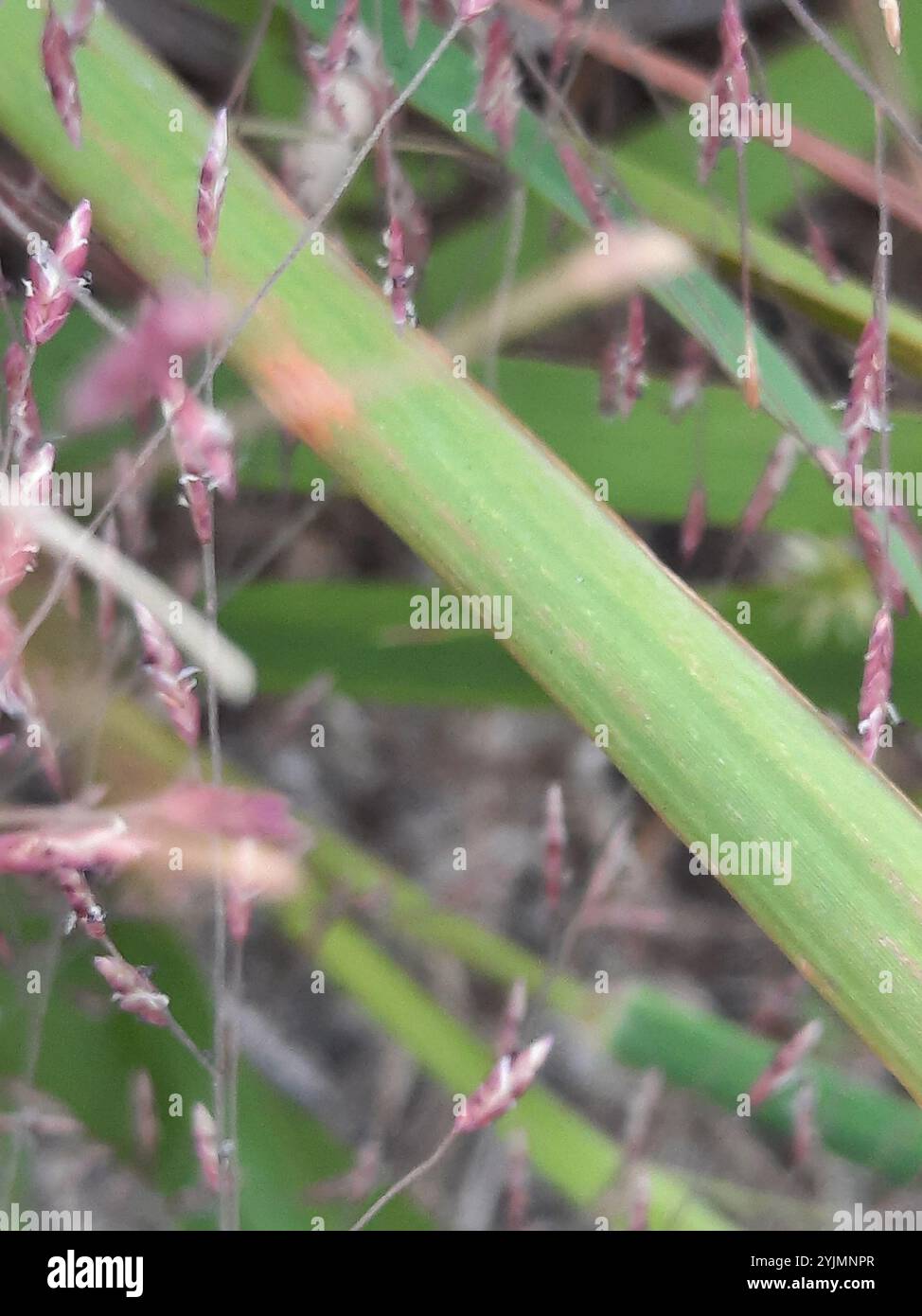 Purple lovegrass hi-res stock photography and images - Alamy