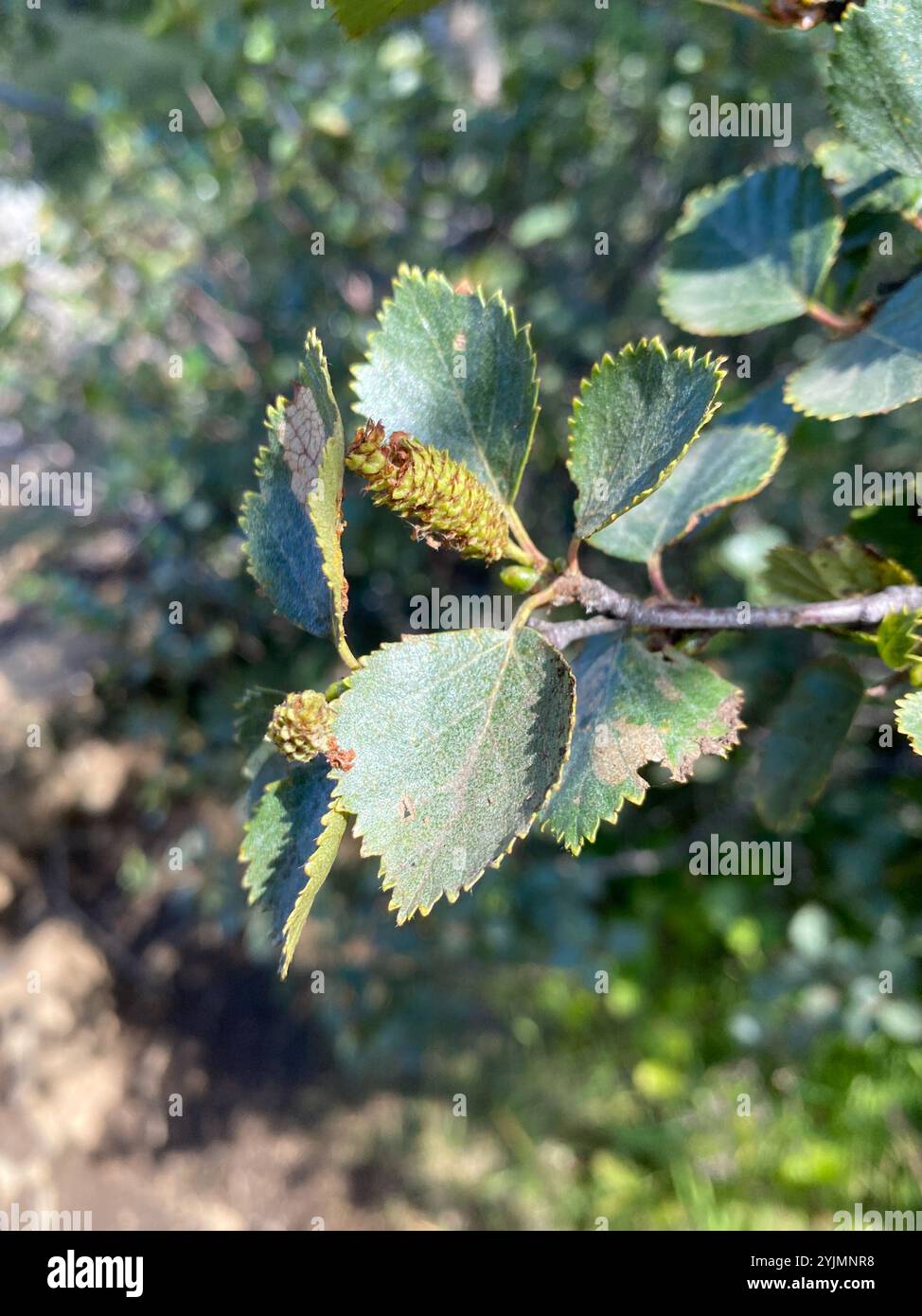 Downy Birch (Betula pubescens Stock Photo - Alamy