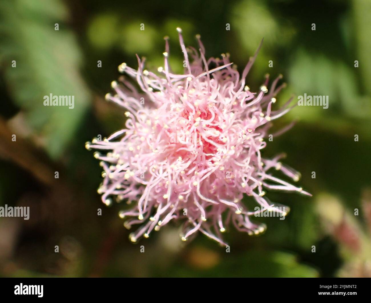 Sensitive Plant (Mimosa pudica Stock Photo - Alamy