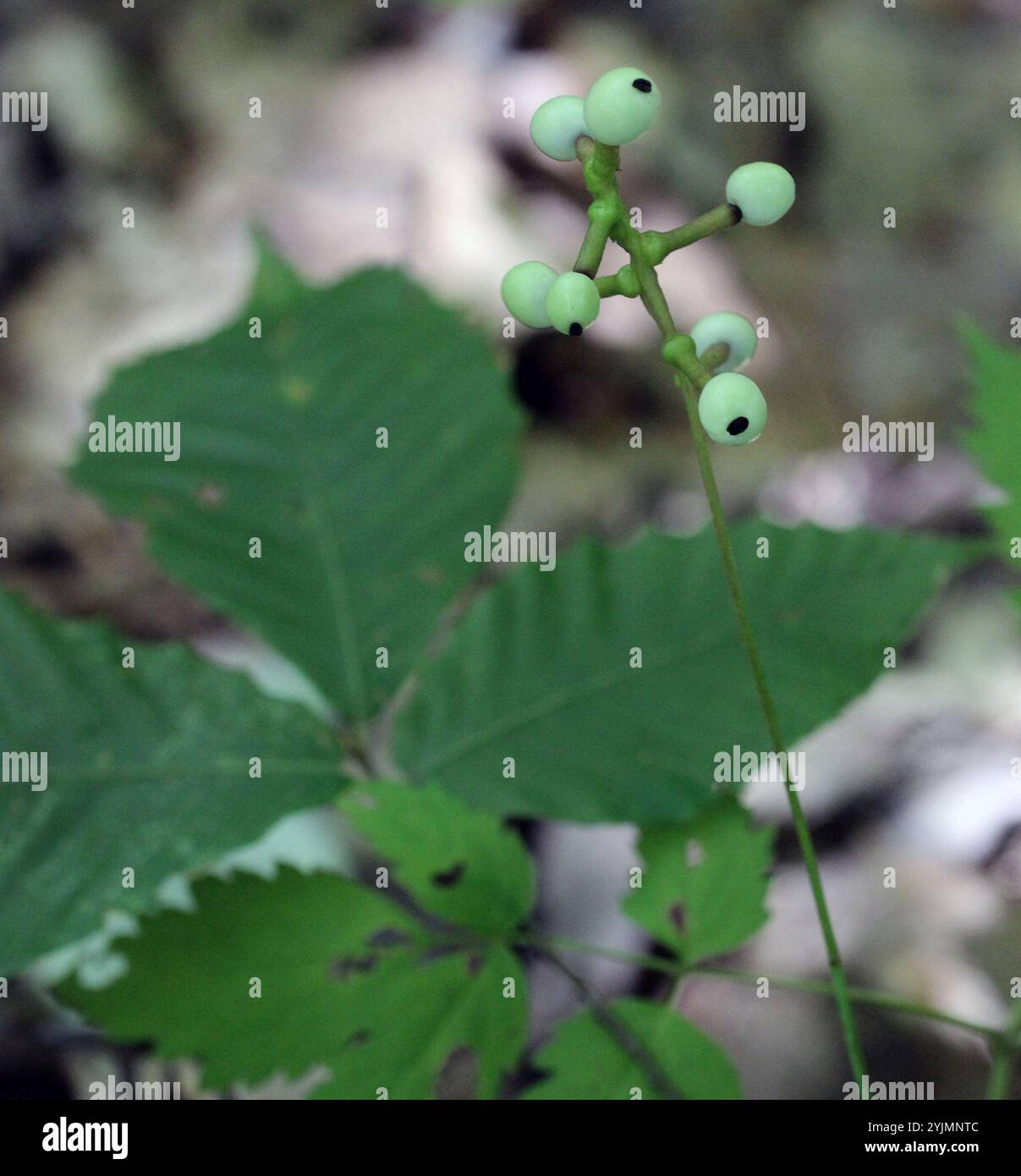 White actaea pachypoda hi-res stock photography and images - Alamy