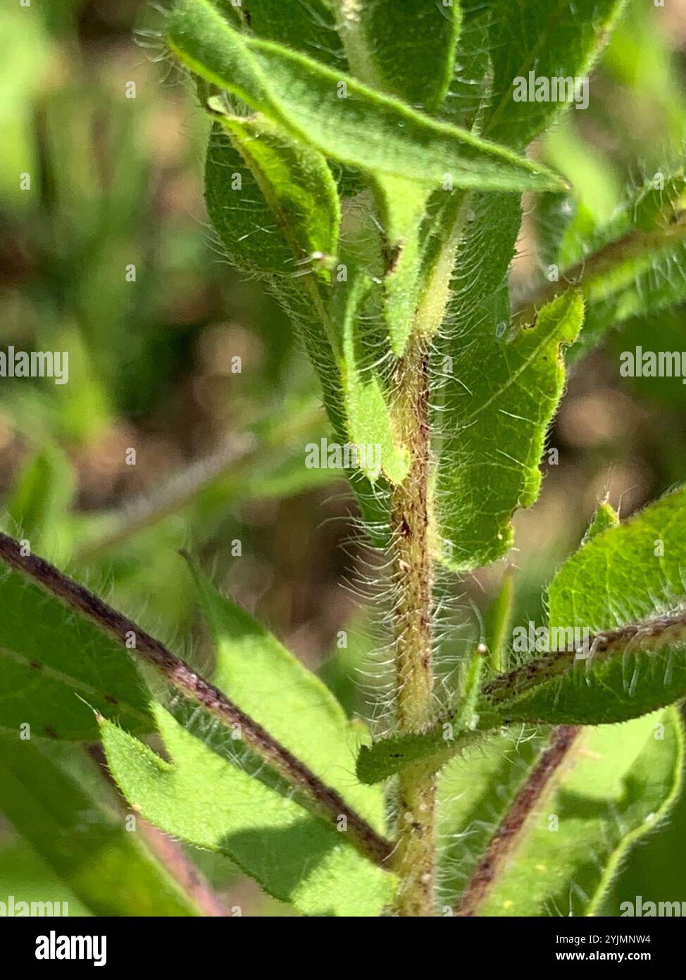 lanceleaf ragweed (Ambrosia bidentata Stock Photo - Alamy