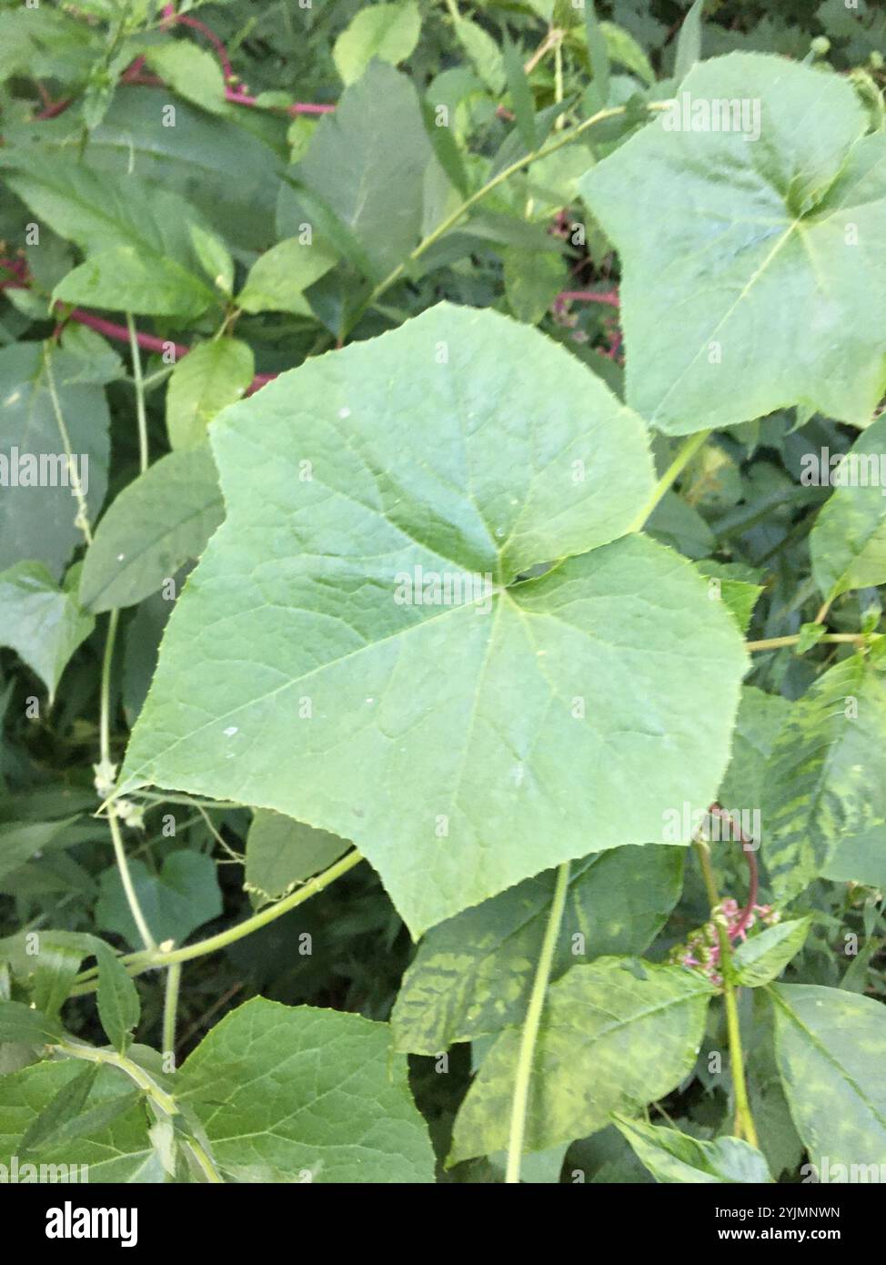 Bur cucumber hi-res stock photography and images - Alamy