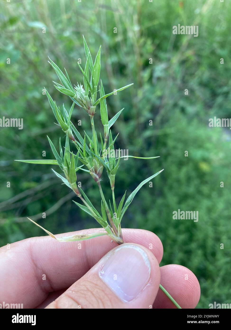 Munroa hi-res stock photography and images - Alamy