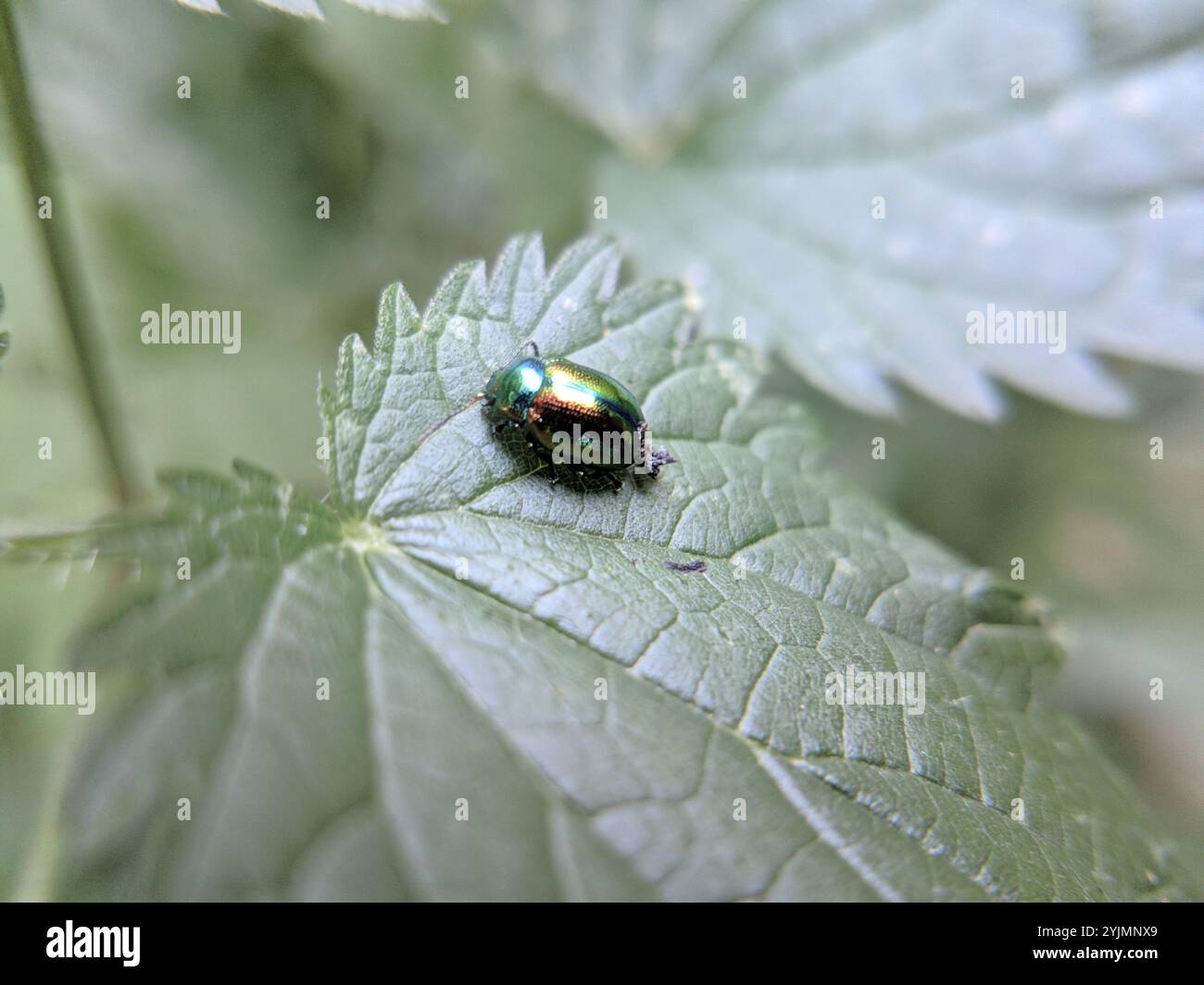 Dead-nettle Leaf Beetle (Fasta fastuosa Stock Photo - Alamy
