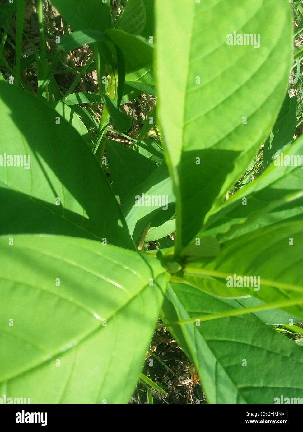 Showy Rattlebox (Crotalaria spectabilis Stock Photo - Alamy