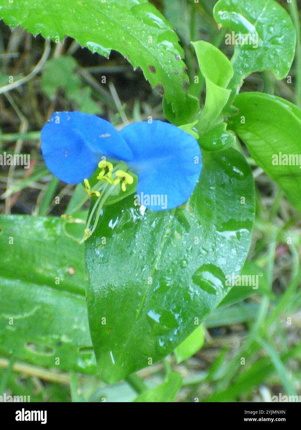 Asiatic dayflower (Commelina communis Stock Photo - Alamy