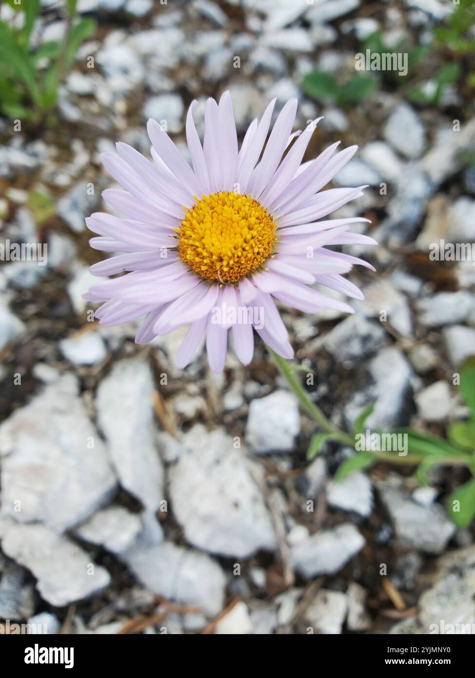 Subalpine Fleabane (Erigeron glacialis Stock Photo - Alamy