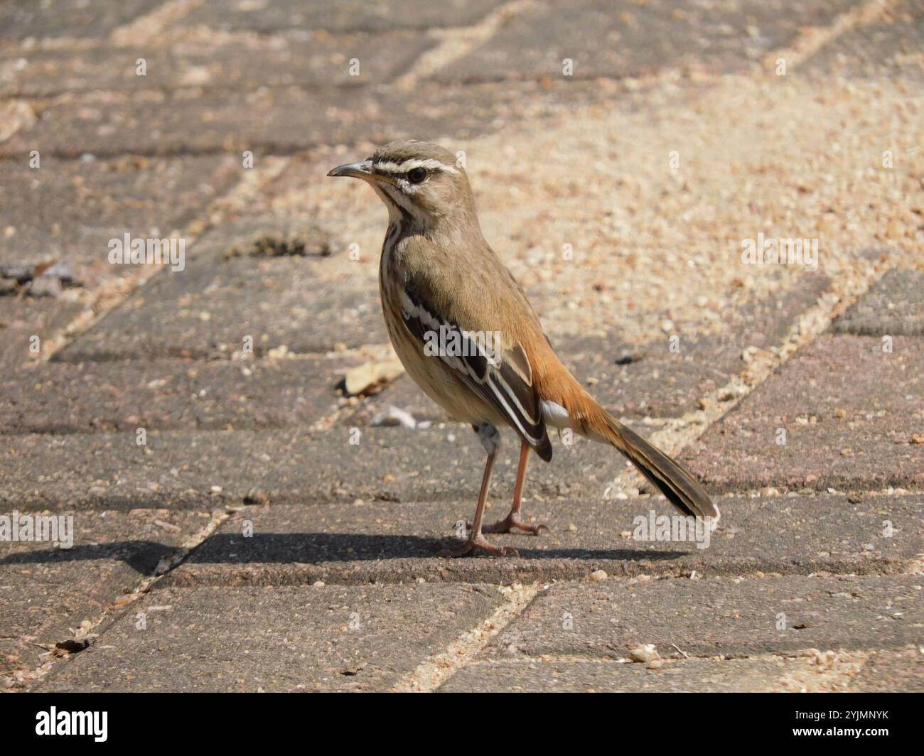 Red-backed Scrub-Robin (Cercotrichas leucophrys Stock Photo - Alamy