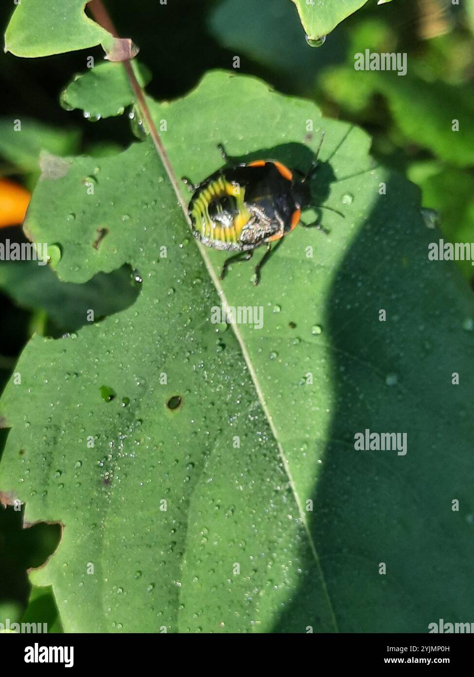 Green Stink Bug (Chinavia hilaris Stock Photo - Alamy