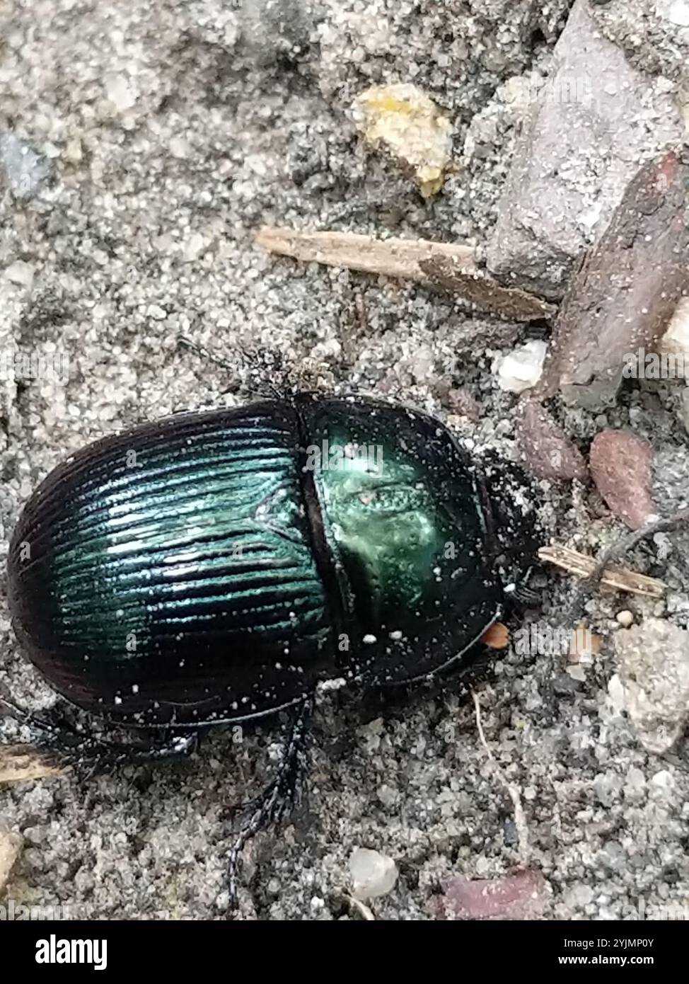 Baly's Earth-boring Beetle (Geotrupes balyi Stock Photo - Alamy