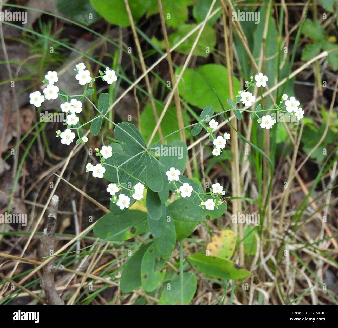 flowering spurge (Euphorbia corollata Stock Photo - Alamy