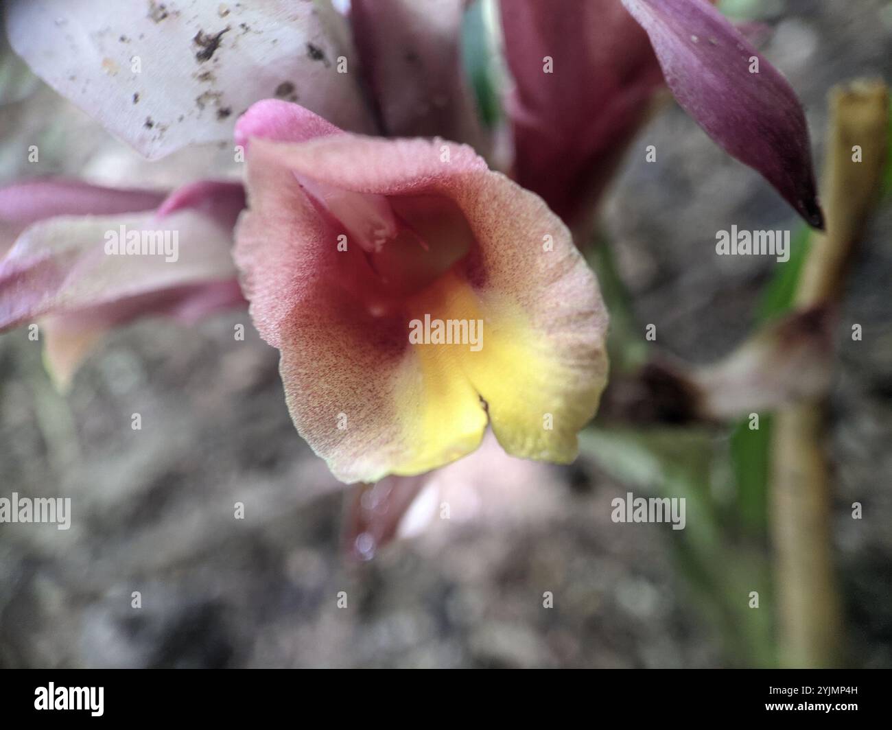 Curcuma aromatica hi-res stock photography and images - Alamy