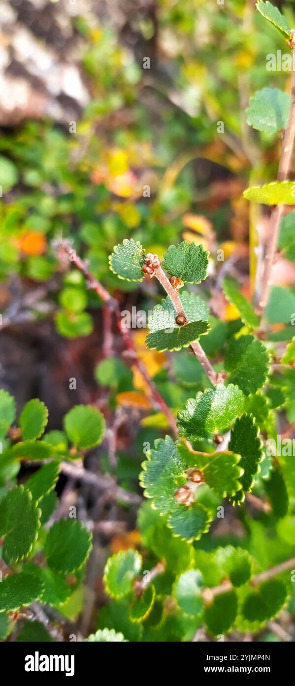 Dwarf Birch (Betula nana Stock Photo - Alamy