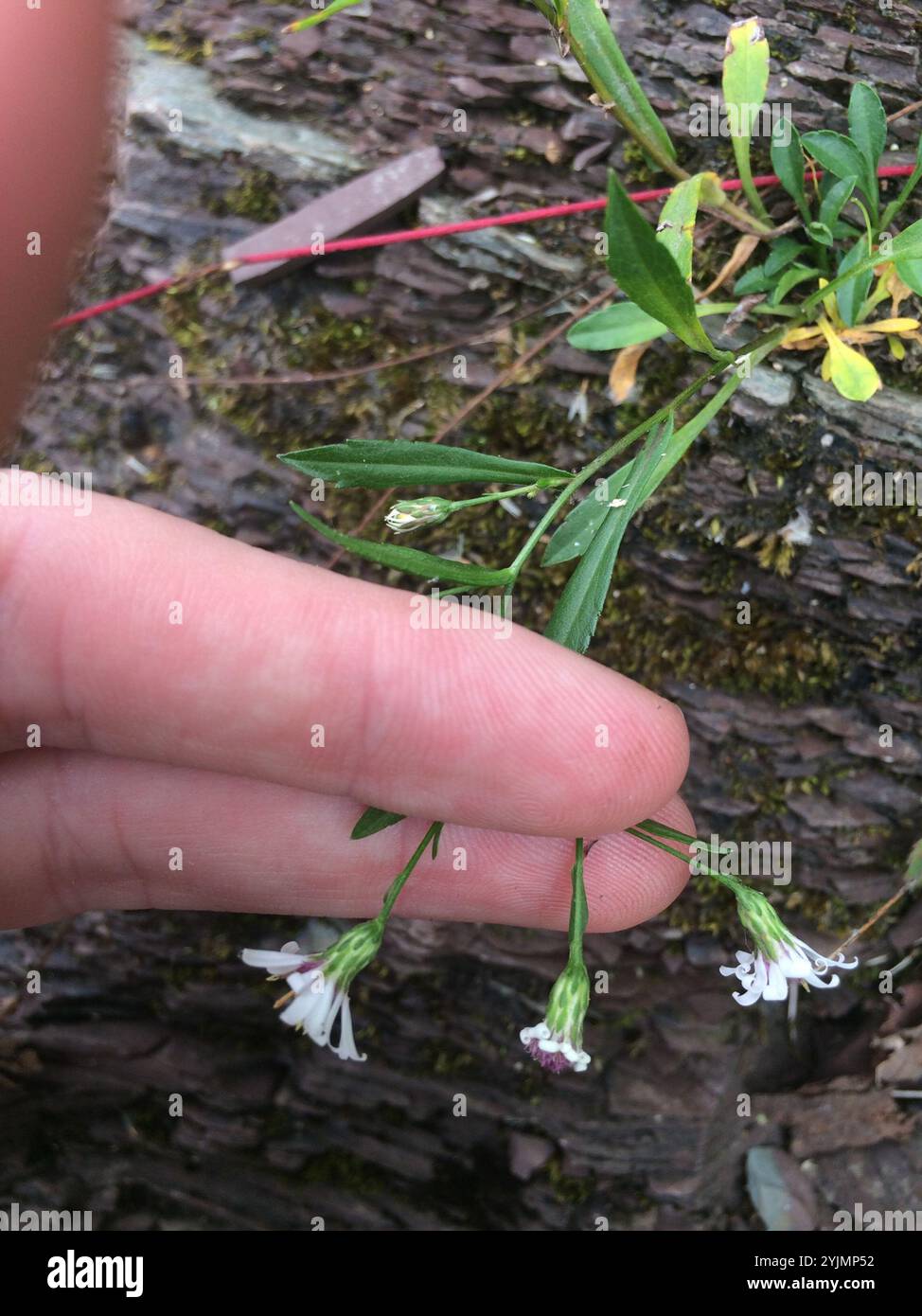 Tradescant's aster (Symphyotrichum tradescantii Stock Photo - Alamy