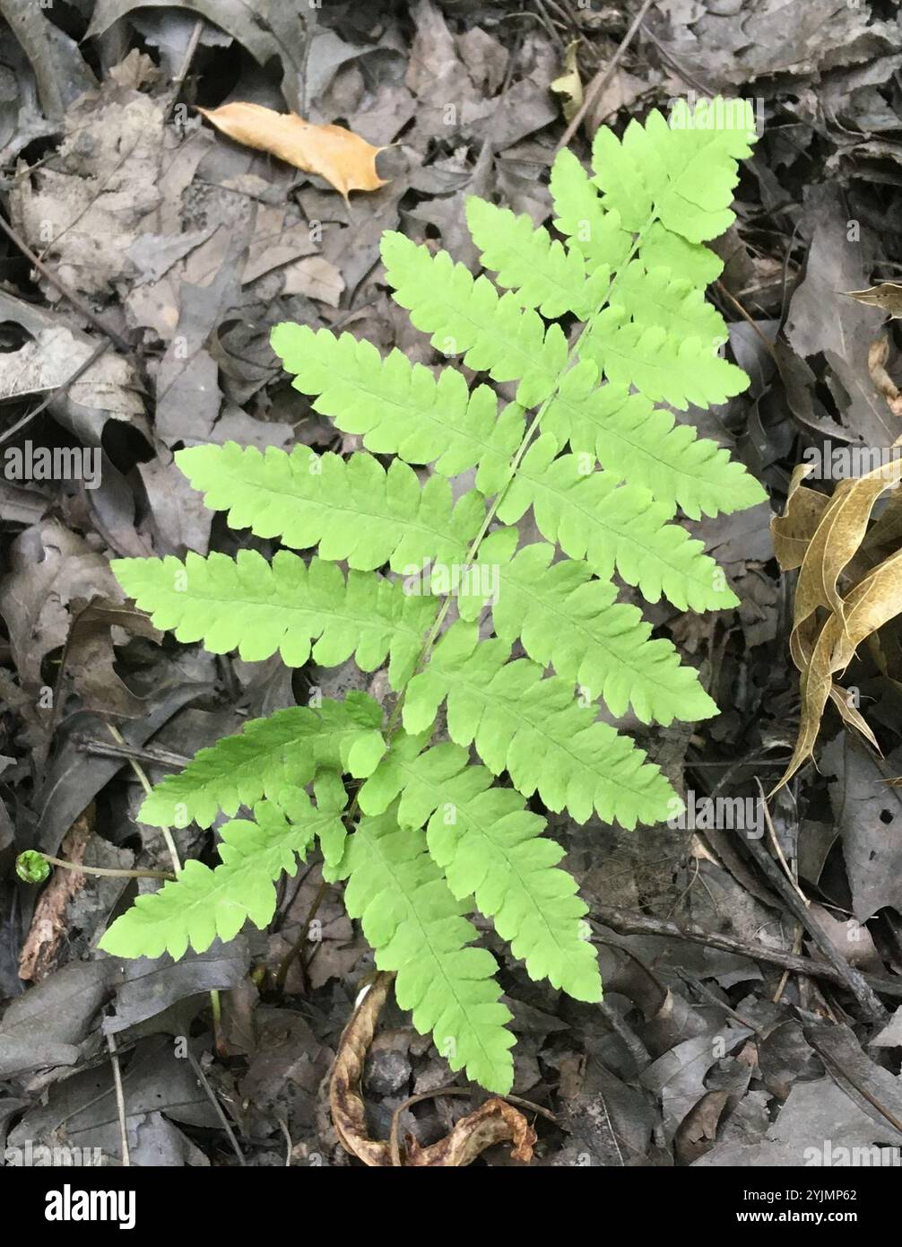 marsh fern (Thelypteris palustris Stock Photo - Alamy
