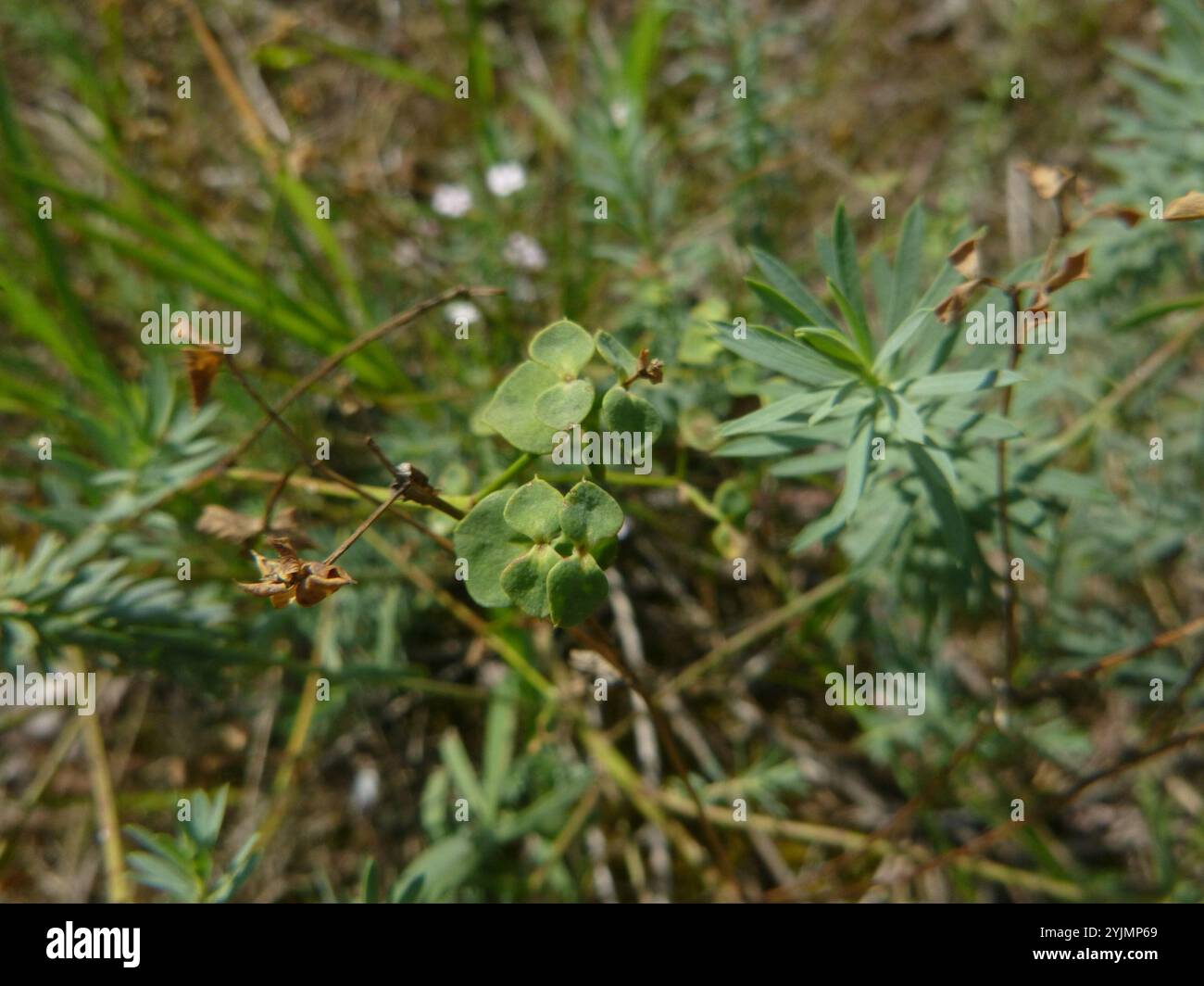 steppe spurge (Euphorbia seguieriana Stock Photo - Alamy