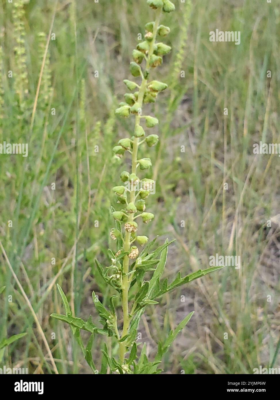 western ragweed (Ambrosia psilostachya Stock Photo - Alamy