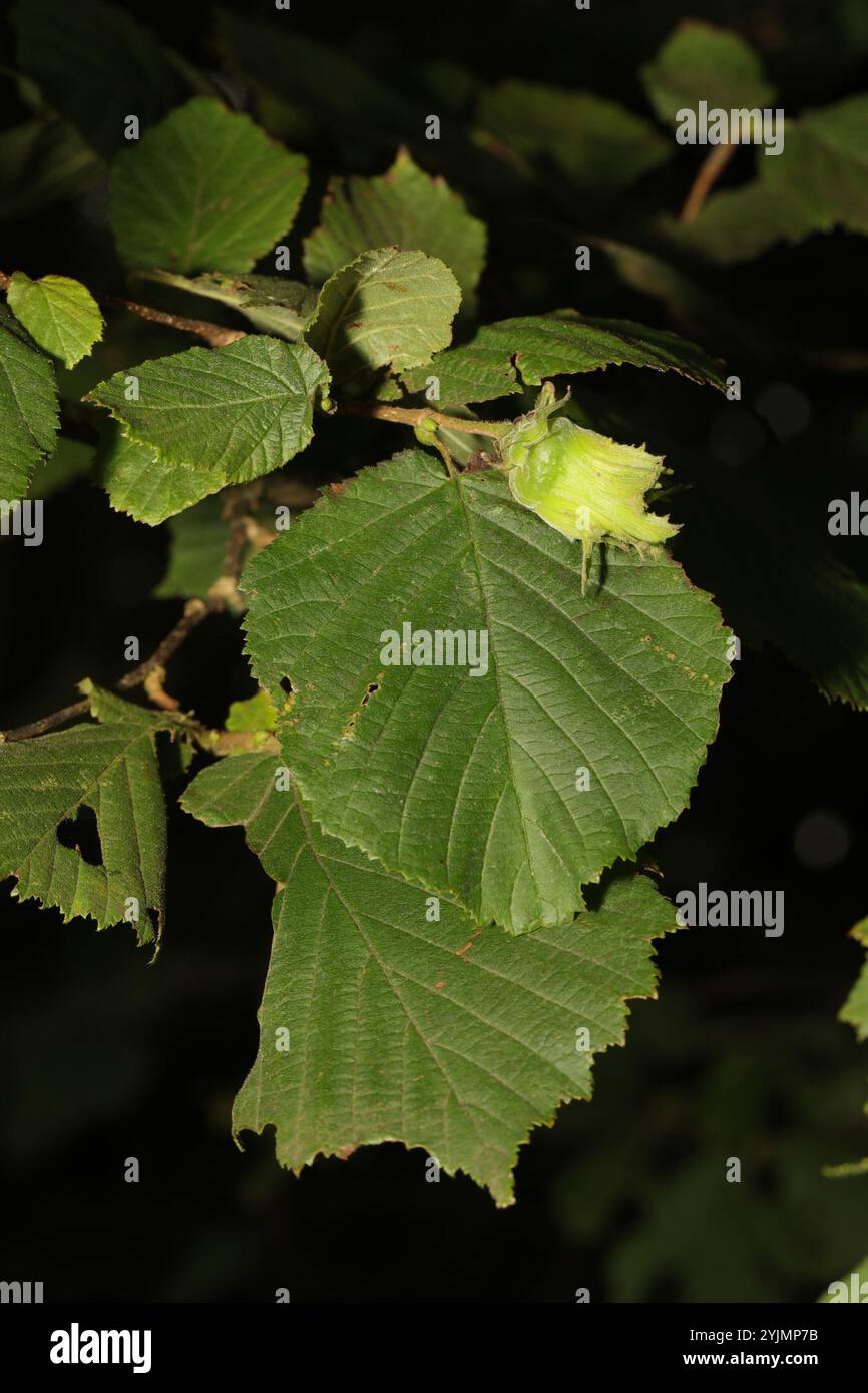 common hazel (Corylus avellana Stock Photo - Alamy